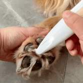 Paw Trimmer – Petoir